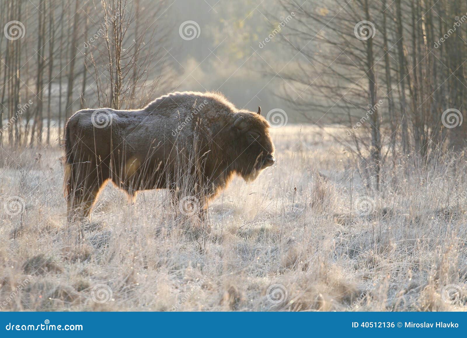 Frozen bison stock photo. Image of bison, beefy, escape - 40512136