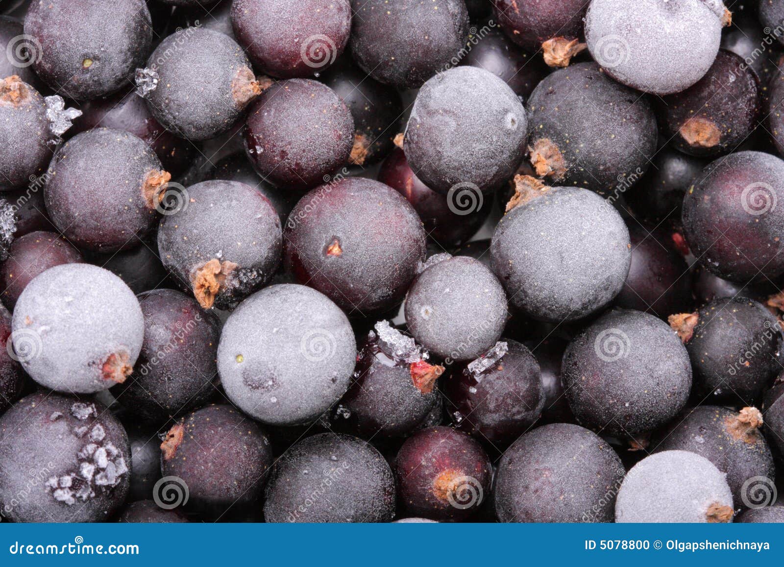 Frozen blackcurrants stock photo. Image of berry, cold - 5078800