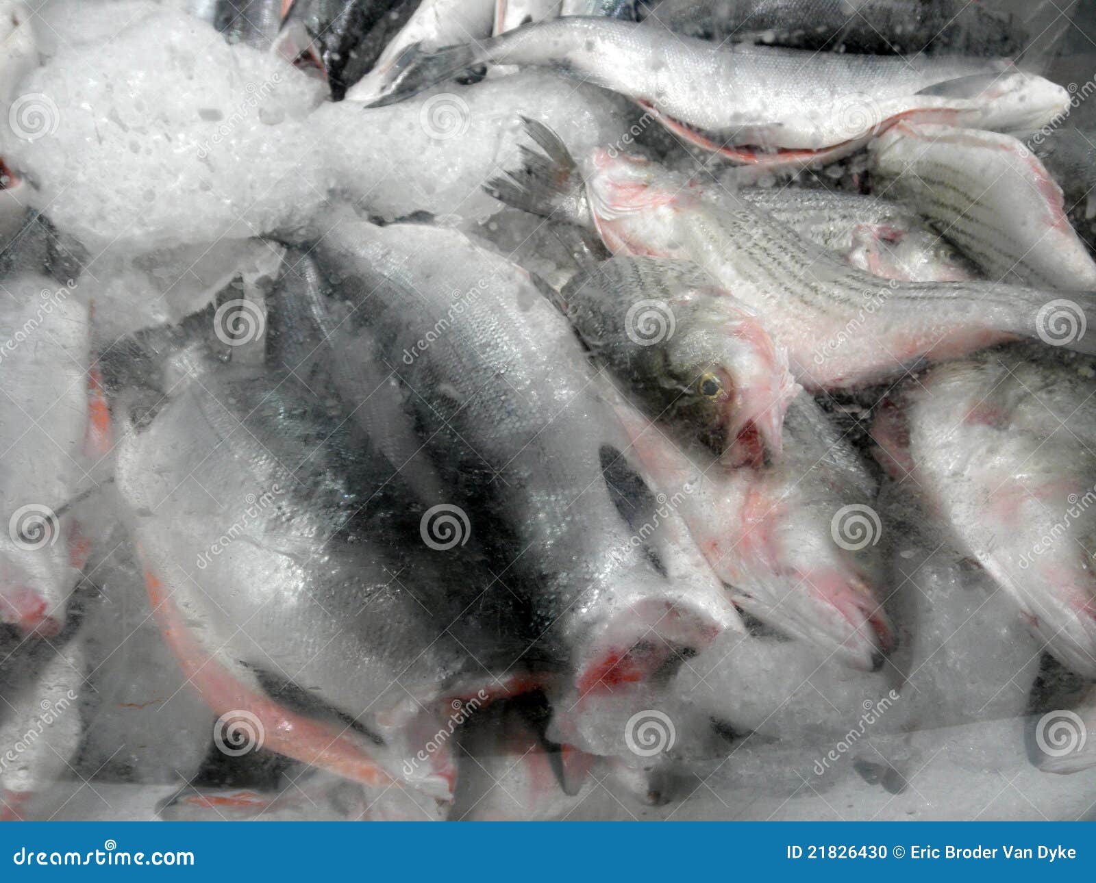 Frozen in a Block of Ice Fish Stock Photo - Image of meal, protein ...