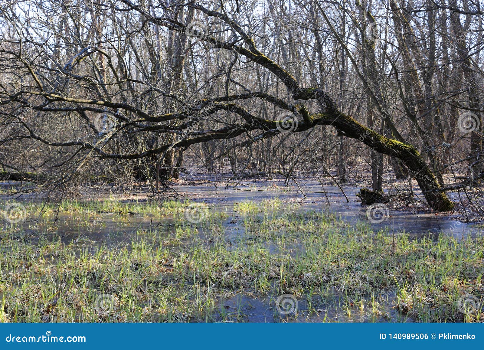 Frozen Bog in Spring Forest Stock Photo - Image of mash, environment ...