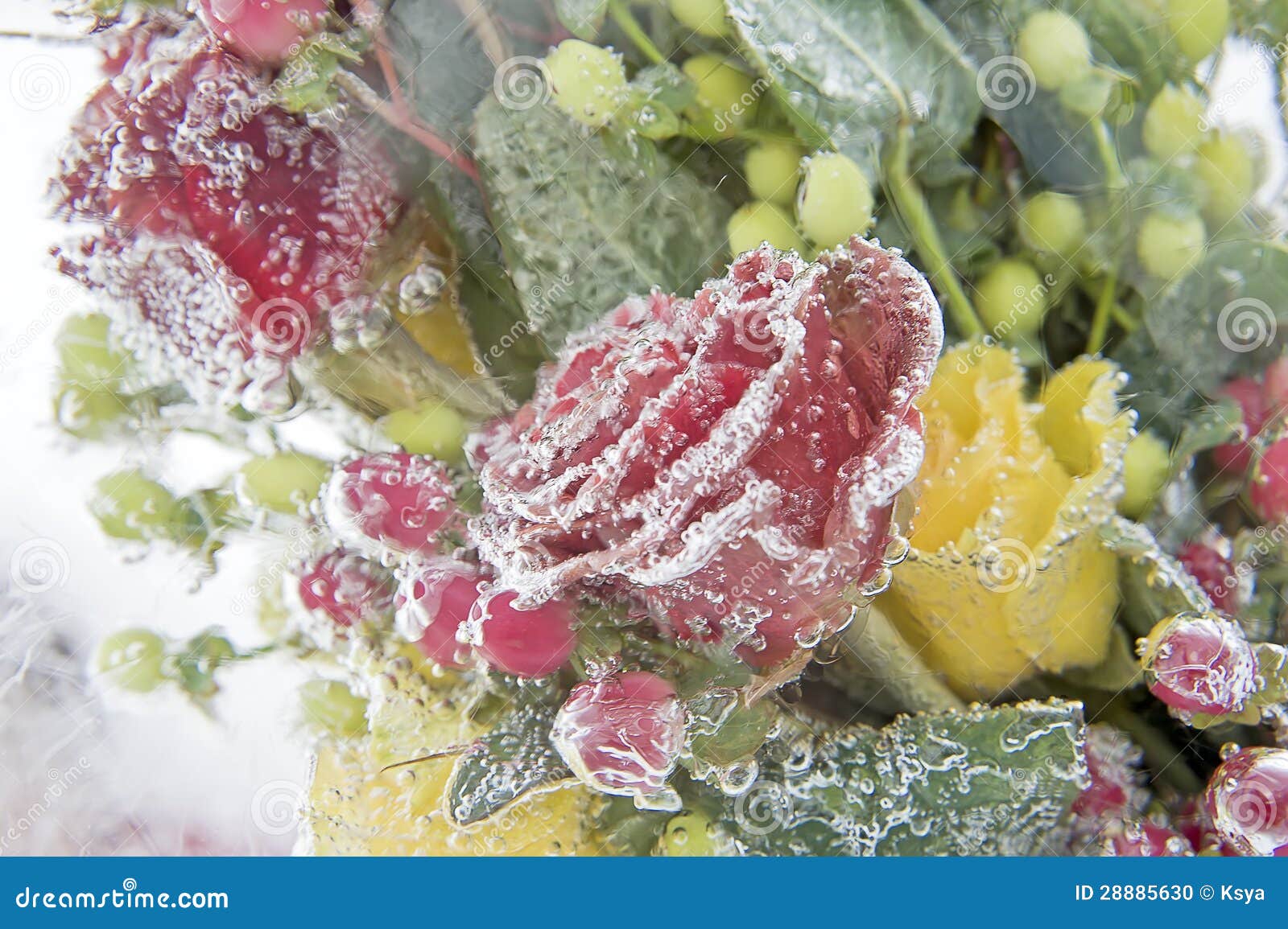 Frozen Bouquet of Dark-red Roses Stock Photo - Image of alive ...