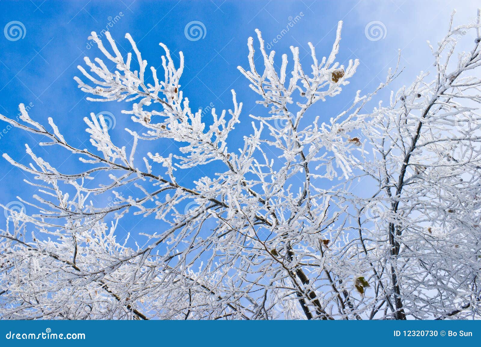 Frozen branch stock photo. Image of branch, white, nature - 12320730
