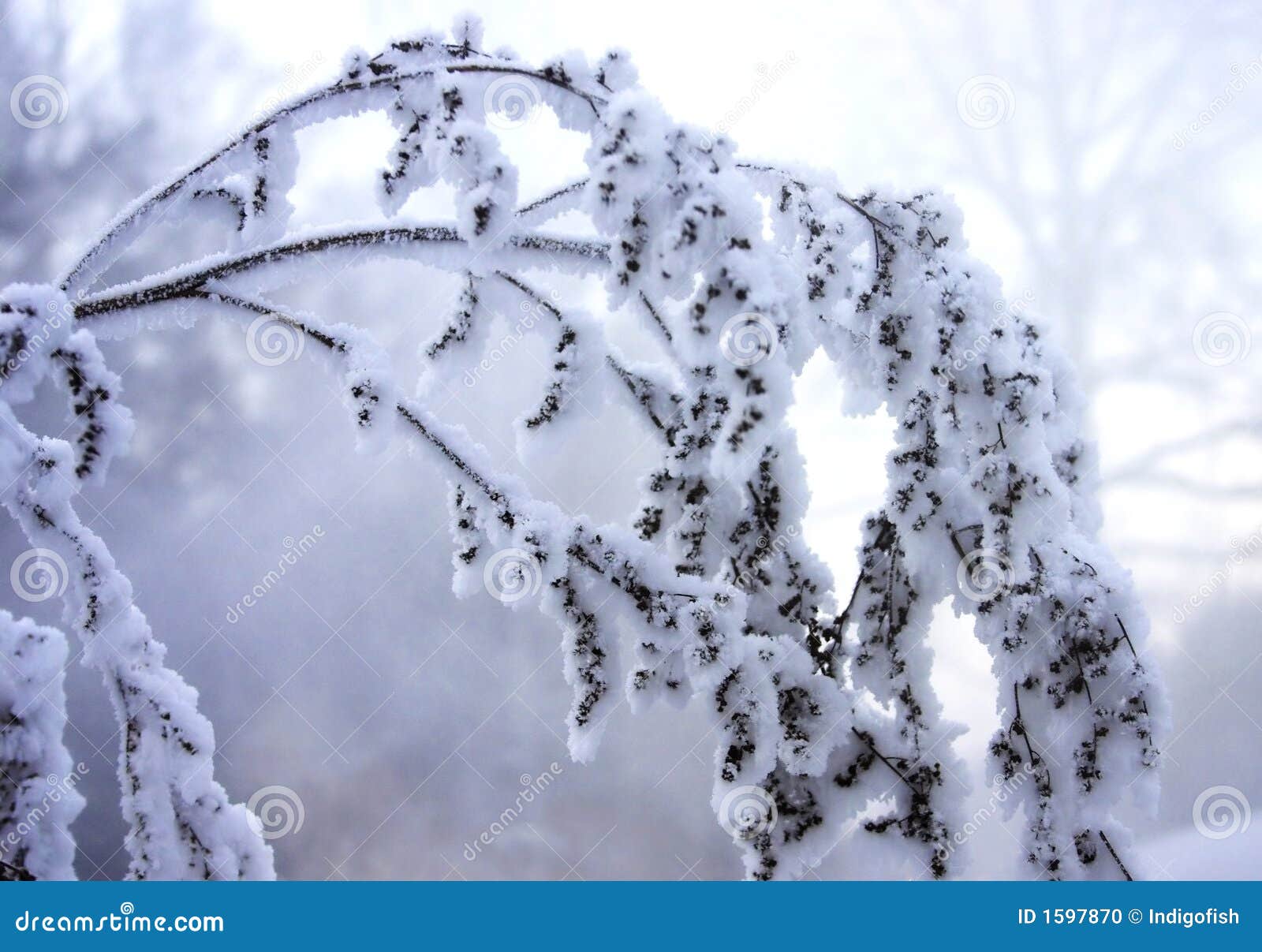 Frozen branch stock photo. Image of closeup, light, sunlight - 1597870