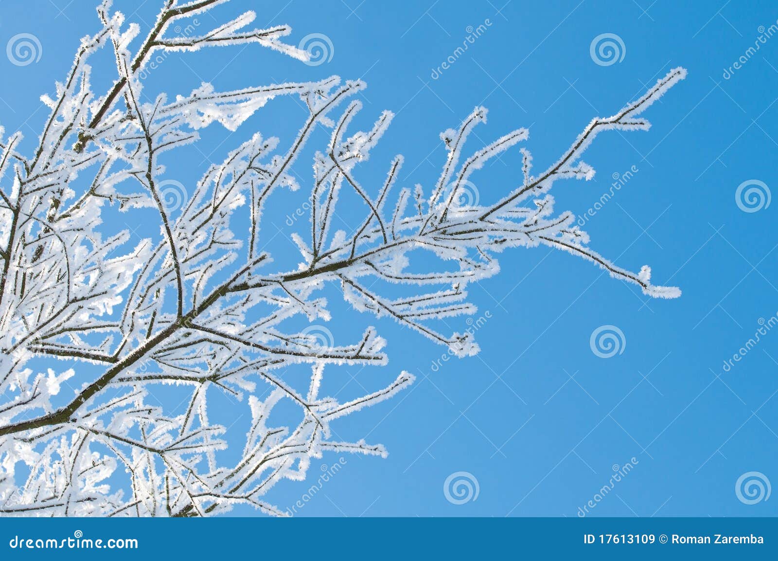 Frozen Branch stock image. Image of winter, season, frost - 17613109