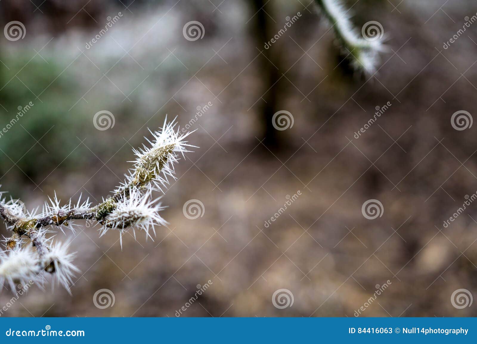 Frozen Branch with Ice Spikes Stock Image - Image of winter, nature ...