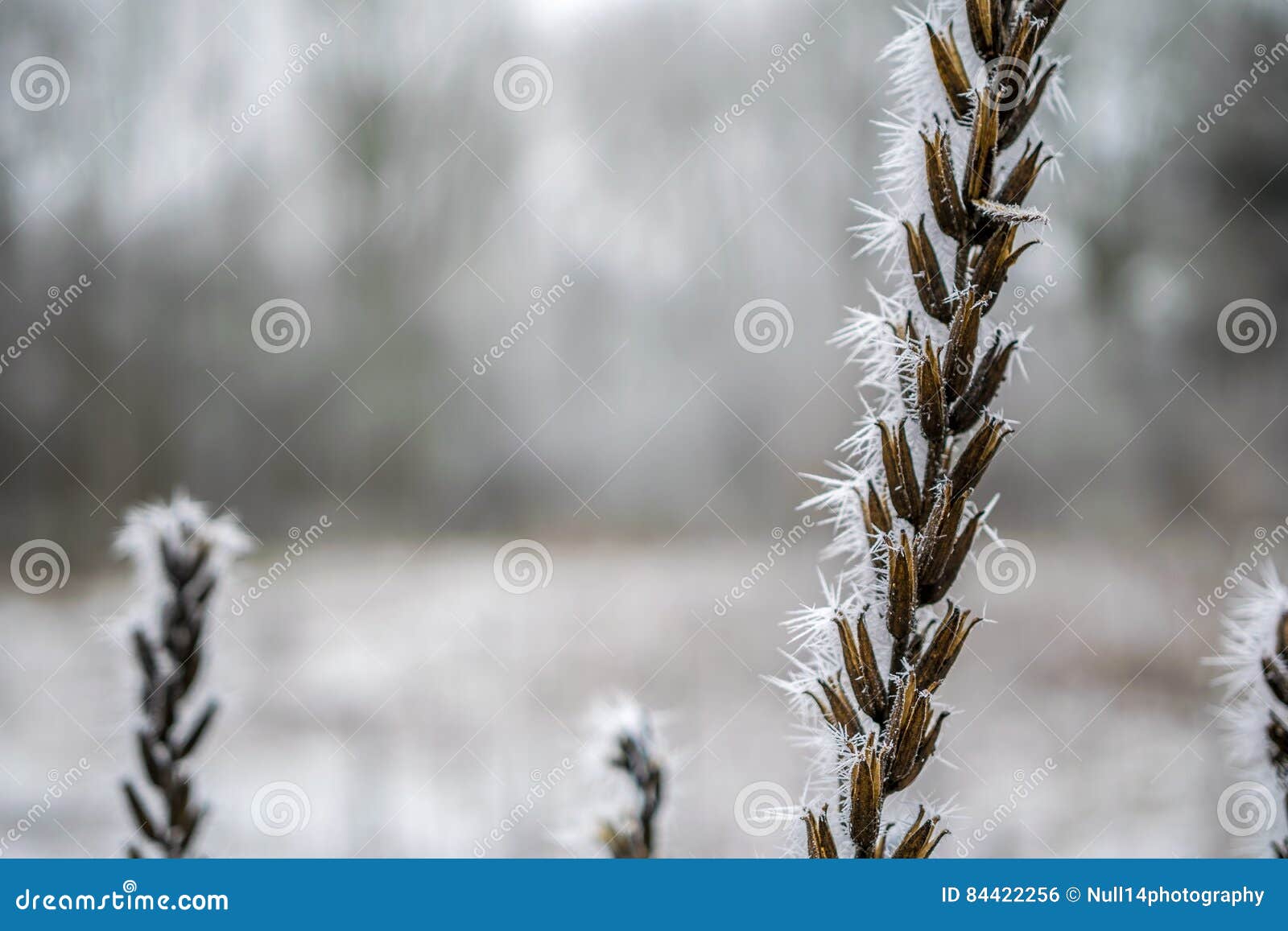 Frozen Branch with Ice Spikes Stock Photo - Image of white, cool: 84422256