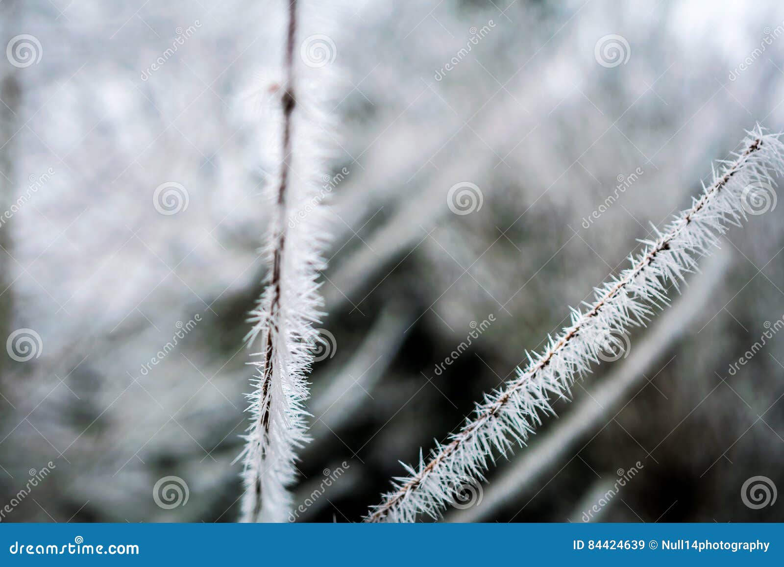 Frozen Branch with Ice Spikes Stock Image - Image of cool, forest: 84424639