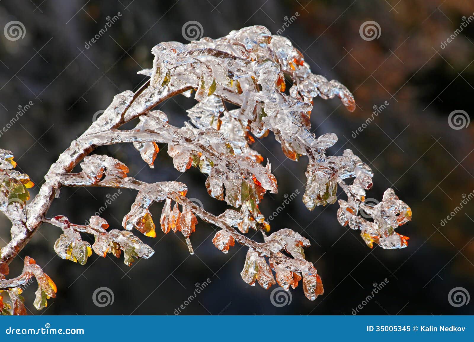 Frozen branch stock image. Image of seasonal, branch - 35005345