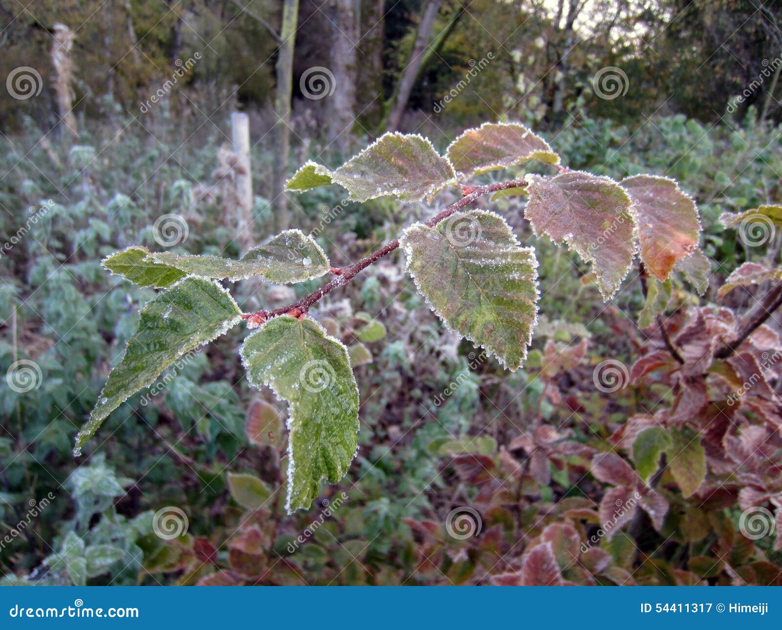 Frozen branch stock image. Image of plant, cold, leaf - 54411317