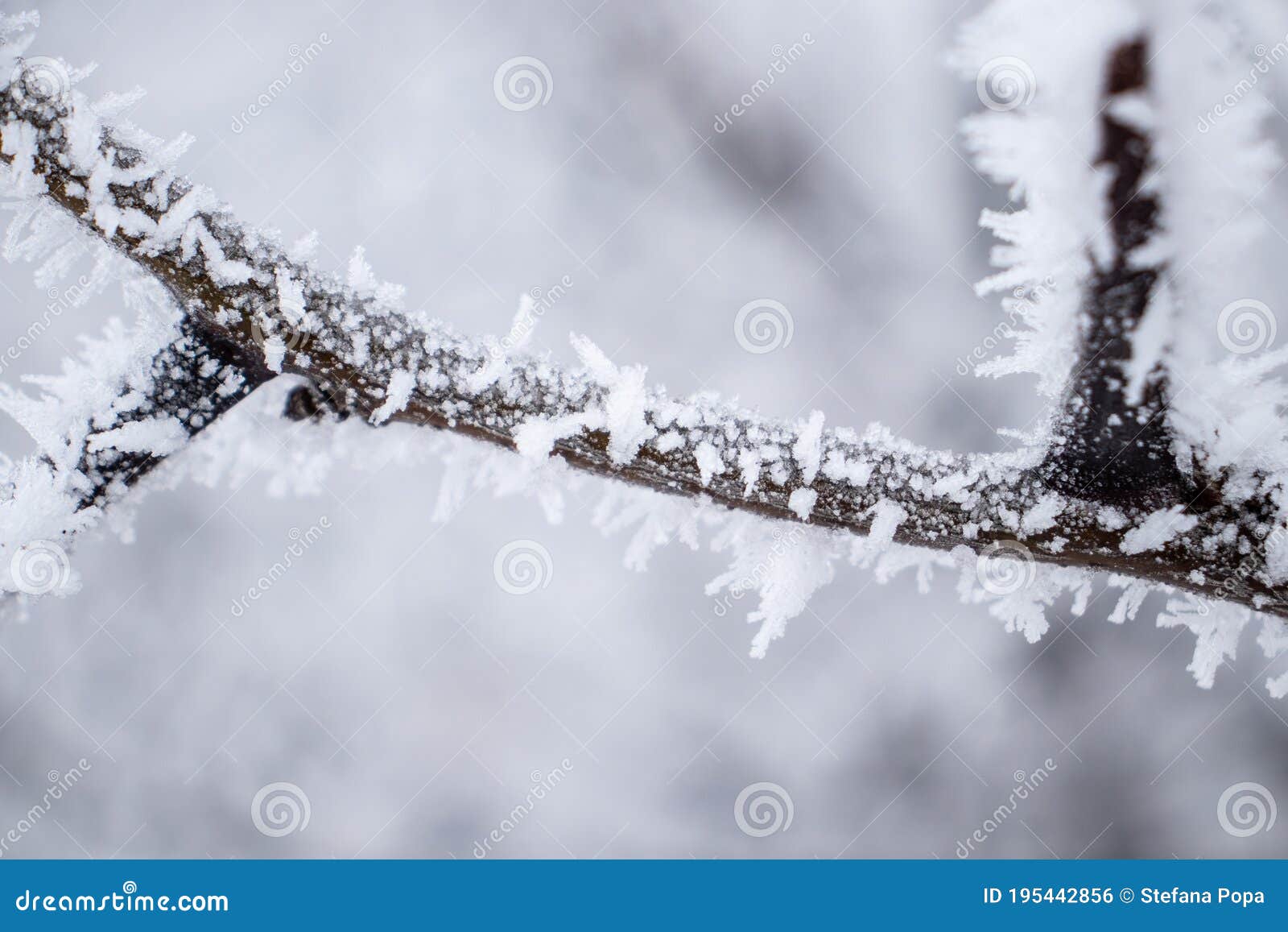 Frozen Branch, White Winter Background Stock Photo - Image of fruits ...