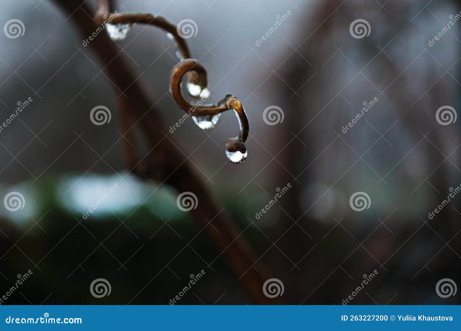 Frozen Branch during Winter with Thick Layer of Ice Dripping from ...