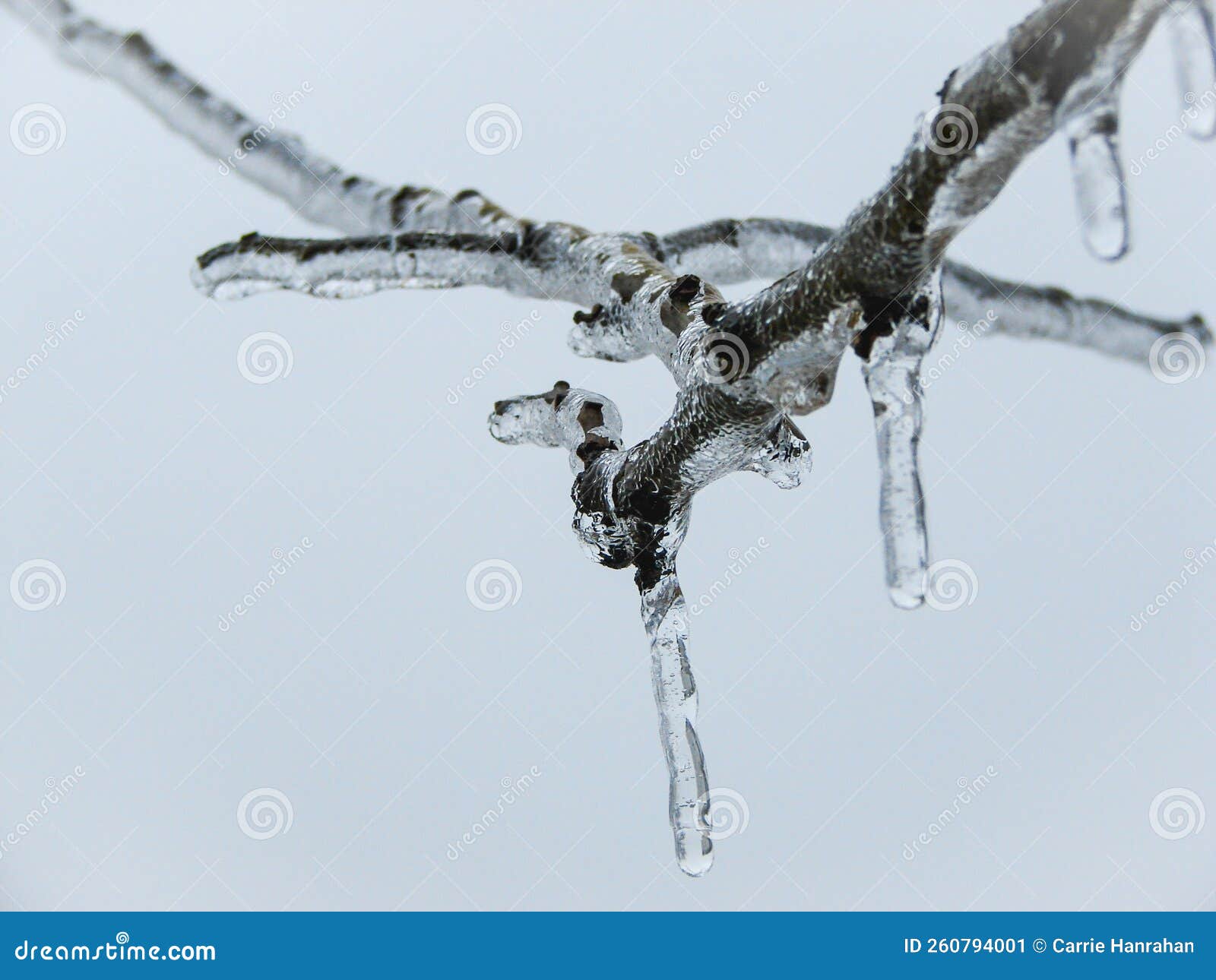 Frozen Branch during Winter with Thick Layer of Ice Dripping from ...