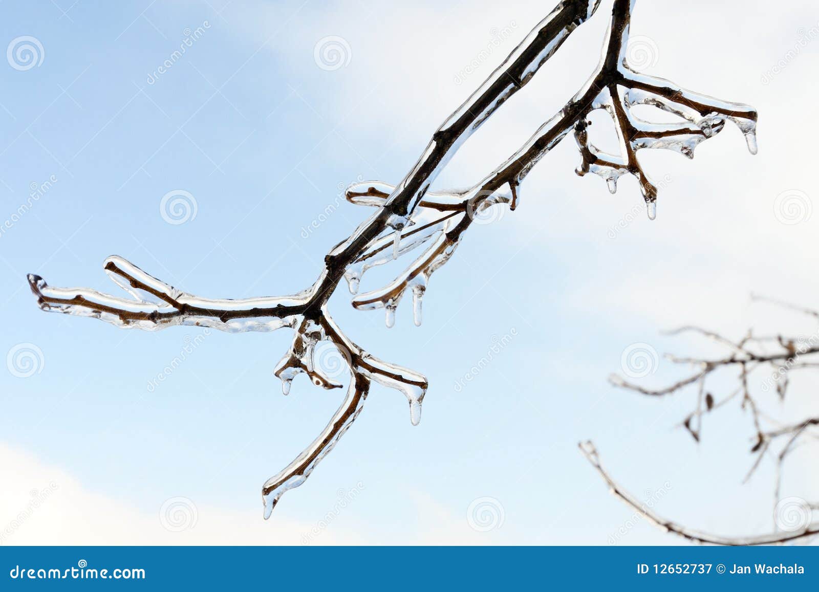 Frozen branches stock image. Image of frost, field, rural - 12652737
