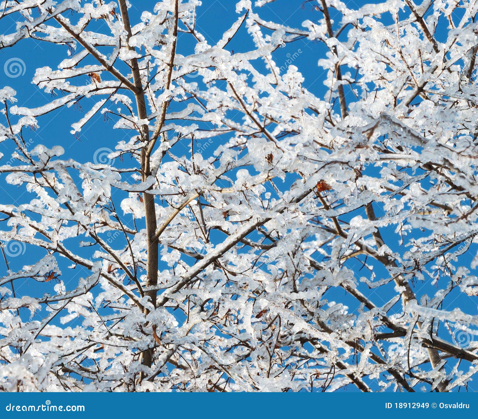 Frozen branches stock image. Image of freeze, snow, season - 18912949