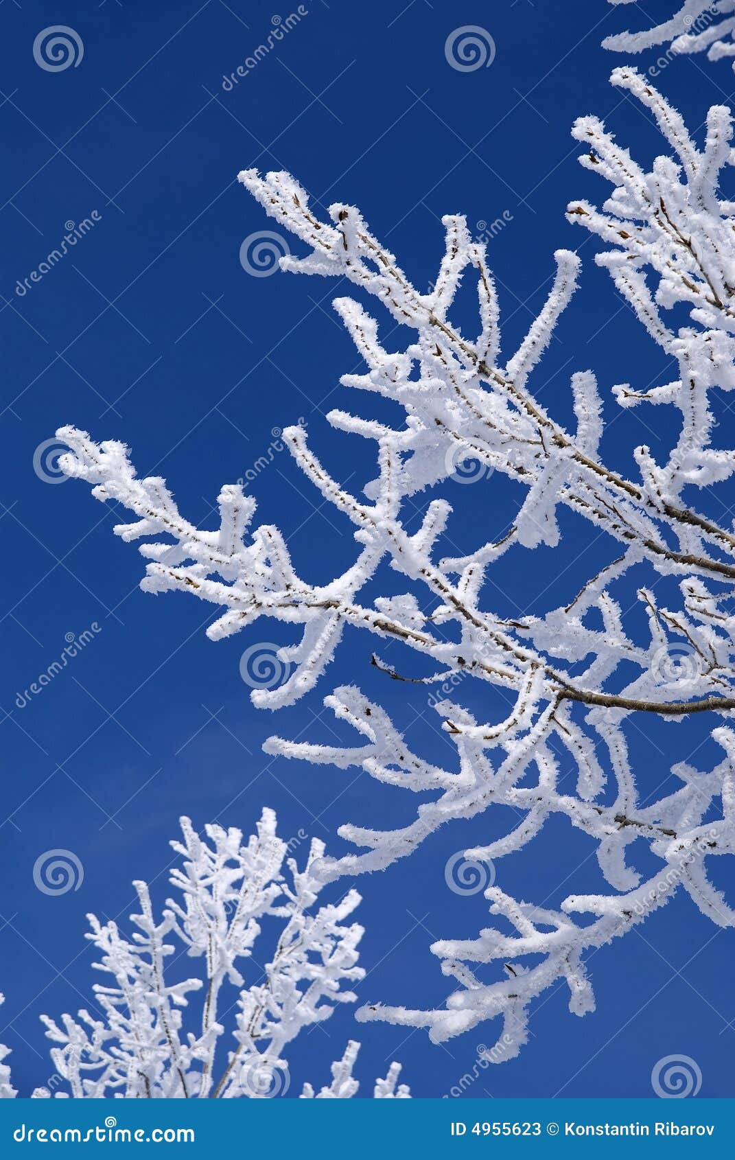 Frozen branches stock image. Image of tale, fairy, destinations - 4955623