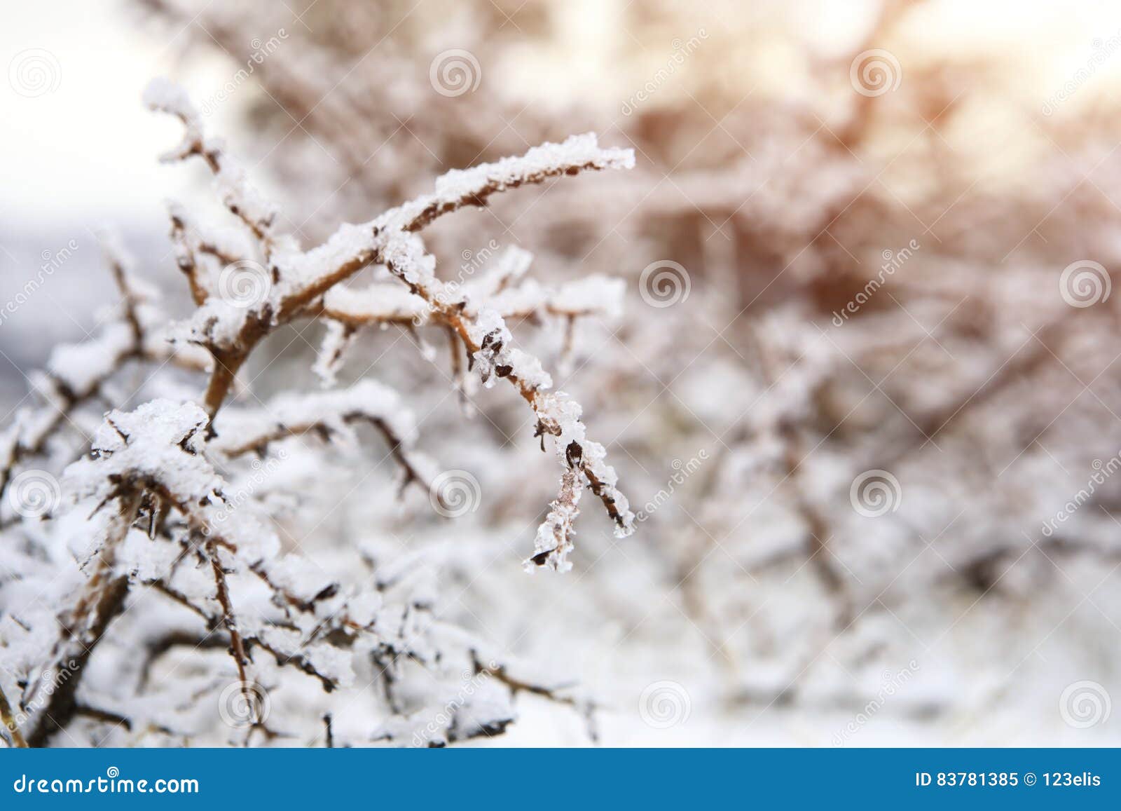 Frozen Branches stock image. Image of cold, hoarfrost - 83781385