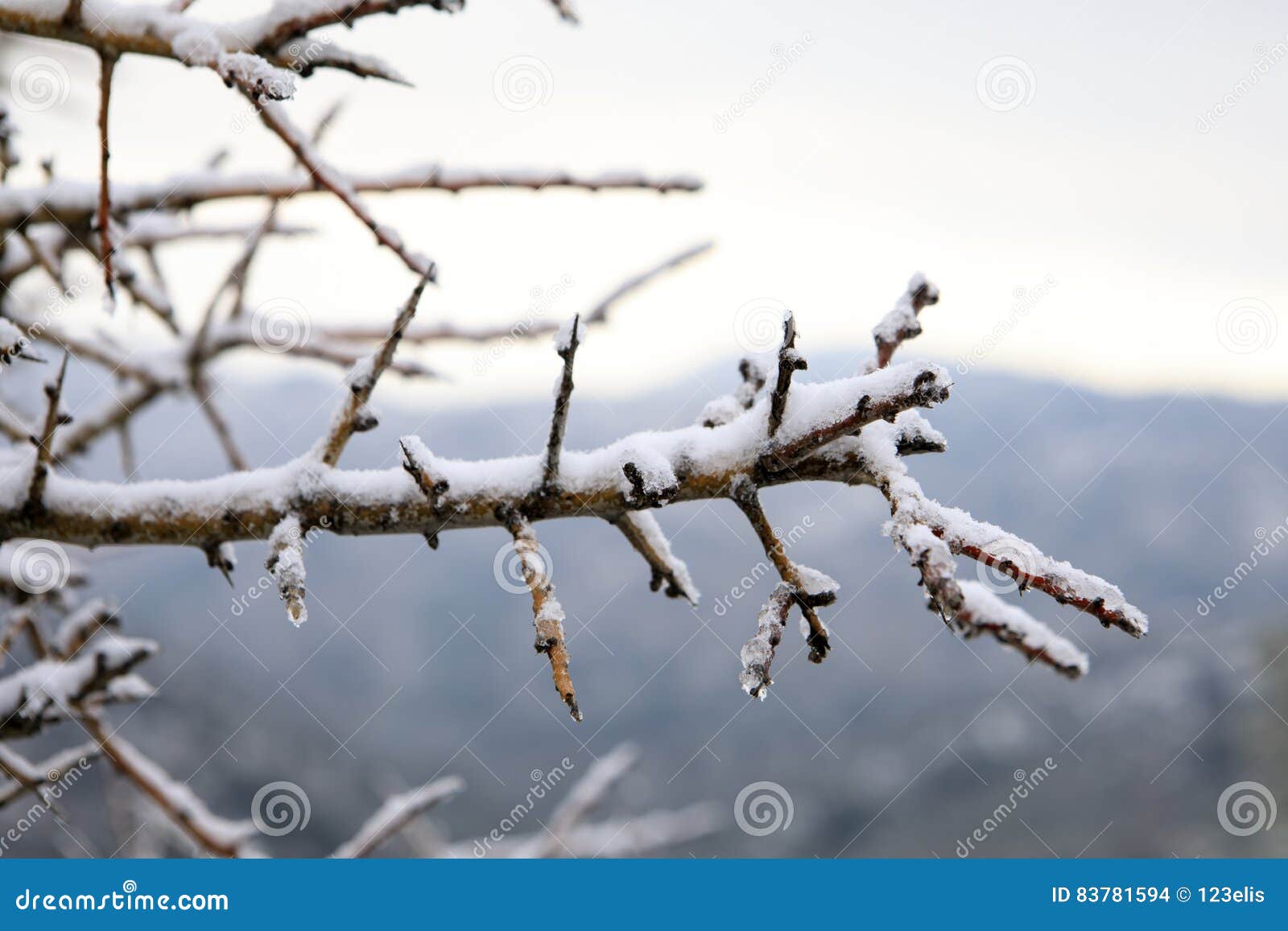 Frozen Branches stock photo. Image of freeze, beautiful - 83781594