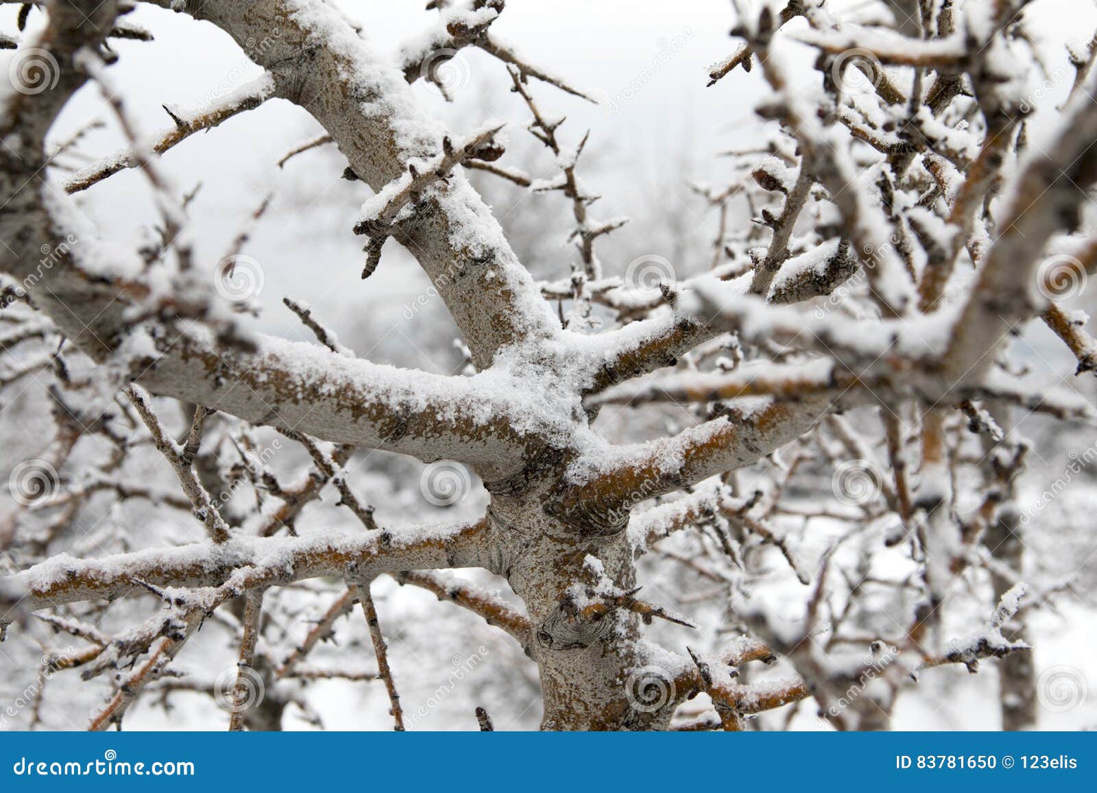 Frozen Branches stock photo. Image of fresh, background - 83781650