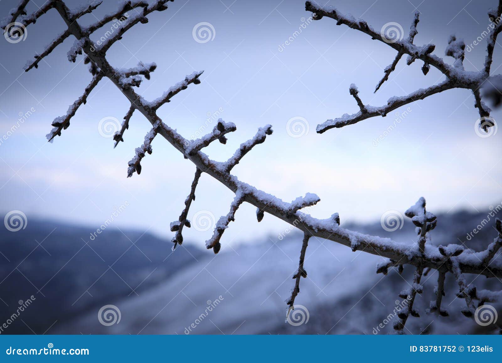 Frozen Branches stock photo. Image of cool, chill, cloud - 83781752