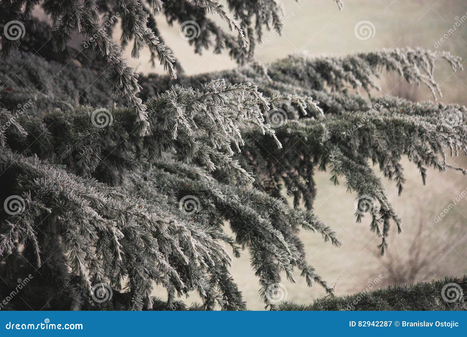 Frozen Branches of Evergreen Tree Closeup Stock Image - Image of ...