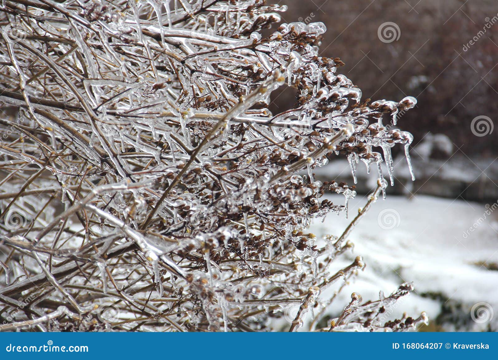 Frozen Branches Glazed with Ice in the Forest after Freezing Rain Stock ...