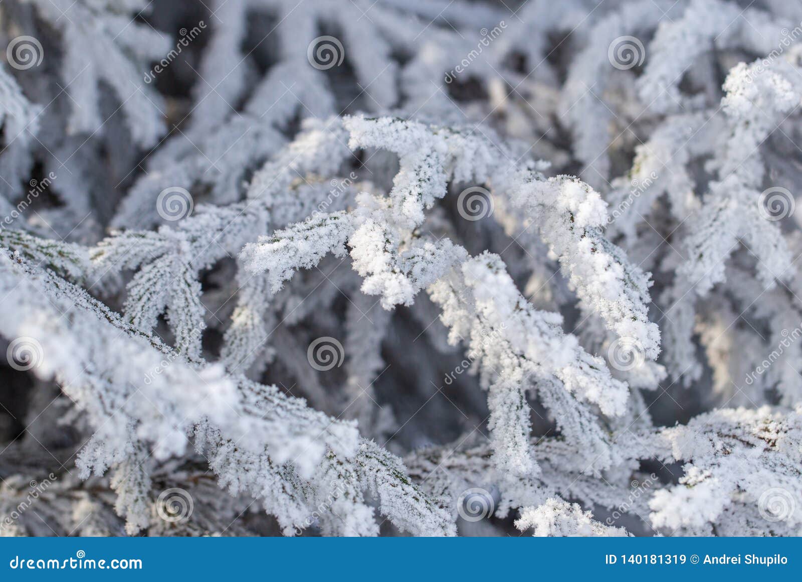 Frozen Branches on a Pine in the Forest in Winter Stock Image - Image ...