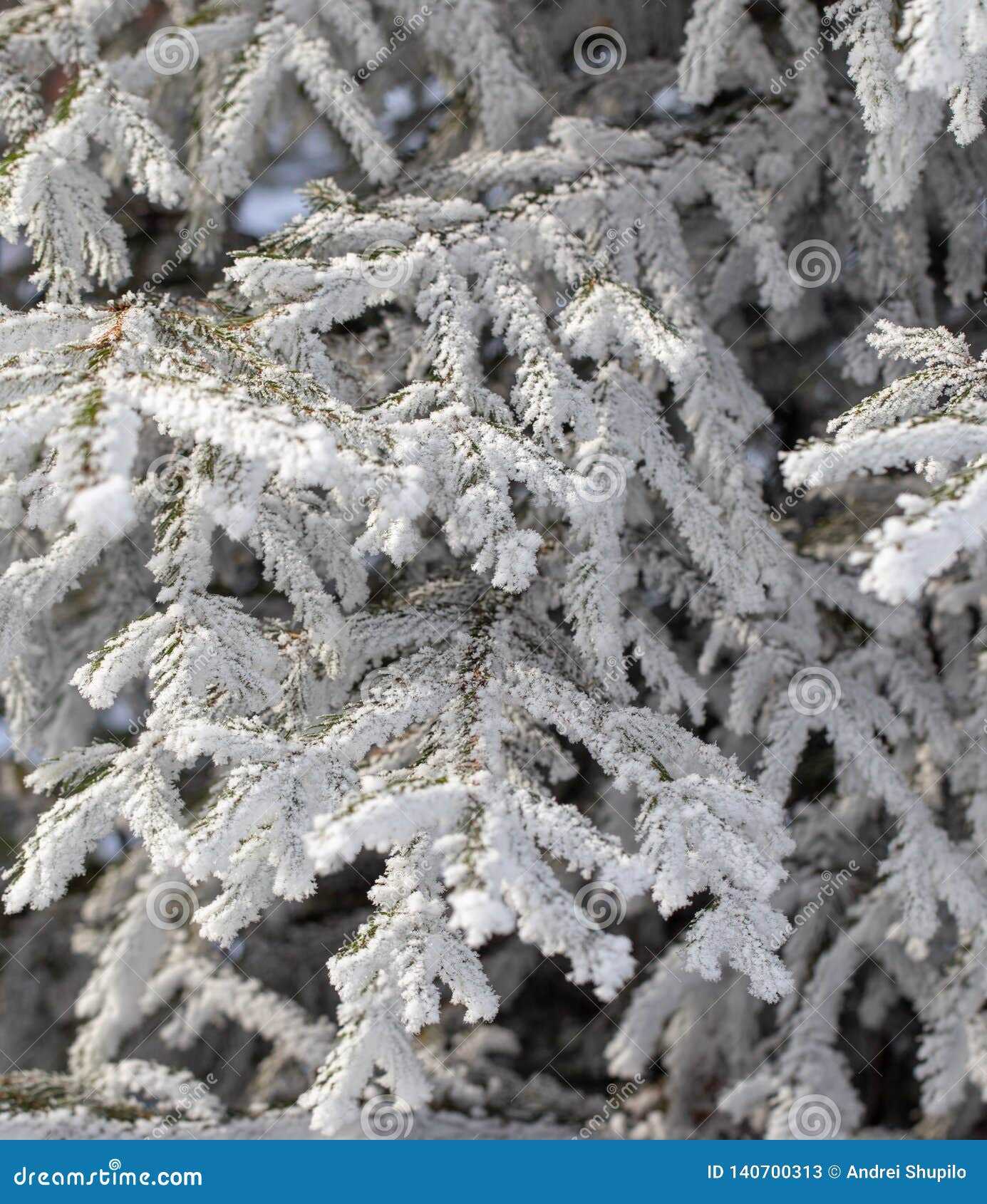 Frozen Branches on a Pine in the Forest in Winter Stock Image - Image ...