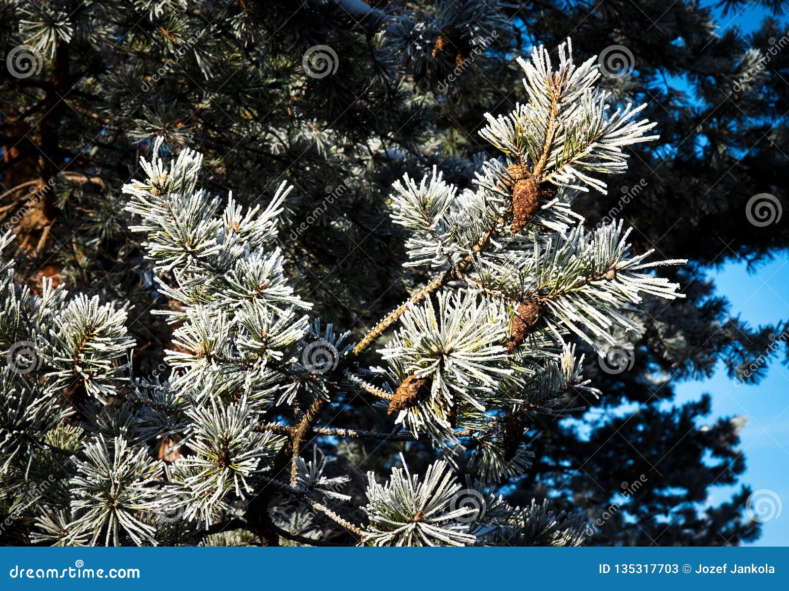 Frozen Branches of Pine Tree with Cones Stock Image - Image of ...
