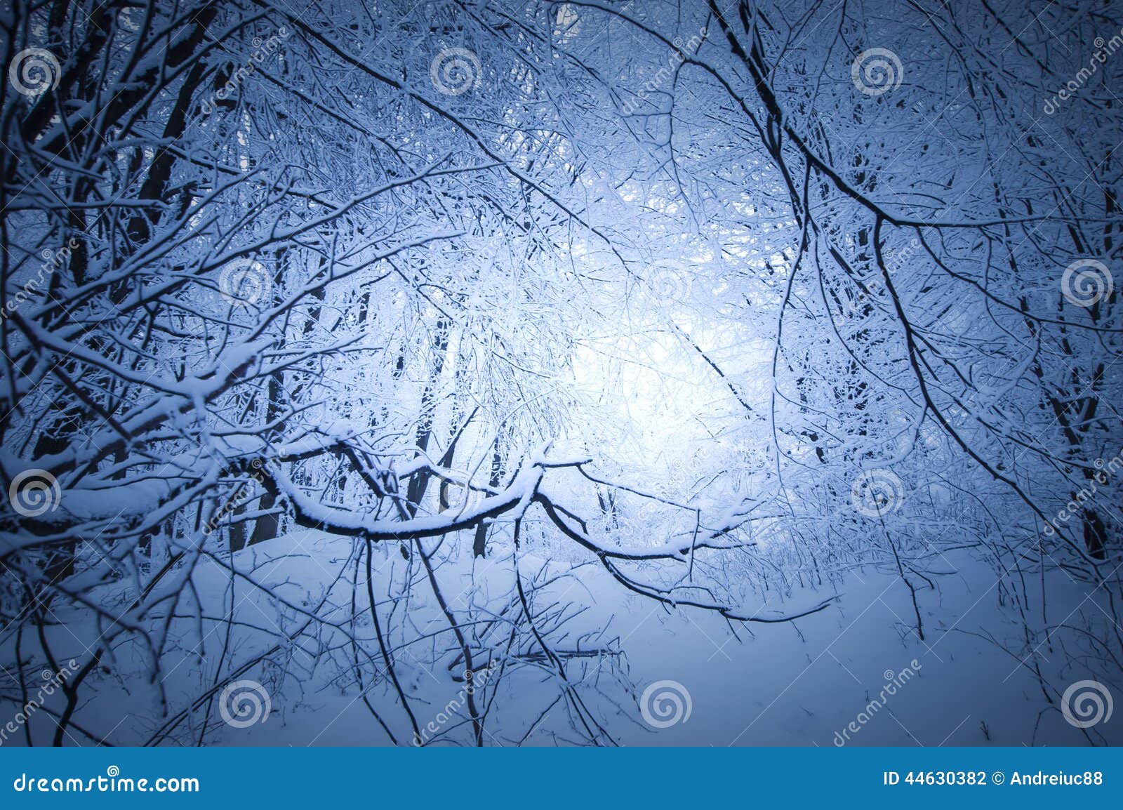 Frozen Branches with Snow in Forest in Winter Stock Photo - Image of ...