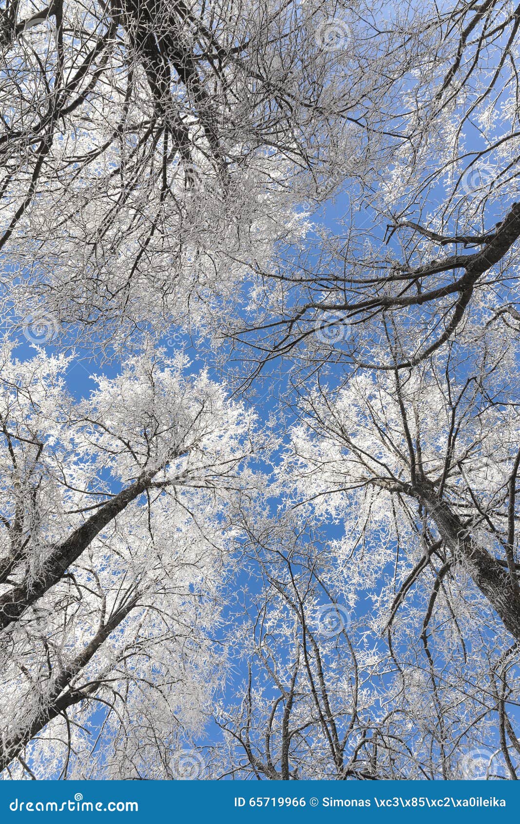 Frozen In Ice Branches, Iced Trees On The Urban Background Royalty-Free ...