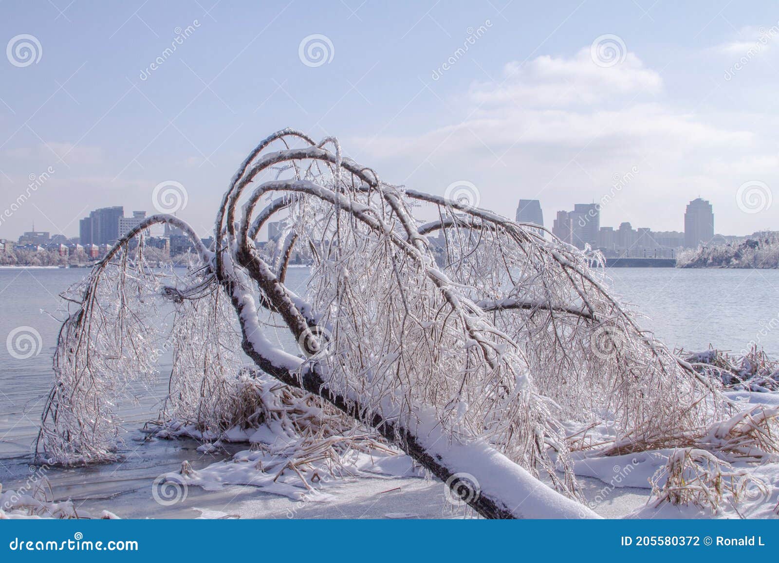 Frozen Broken Tree Branches Covered by Ice after an Ice Storm Stock ...