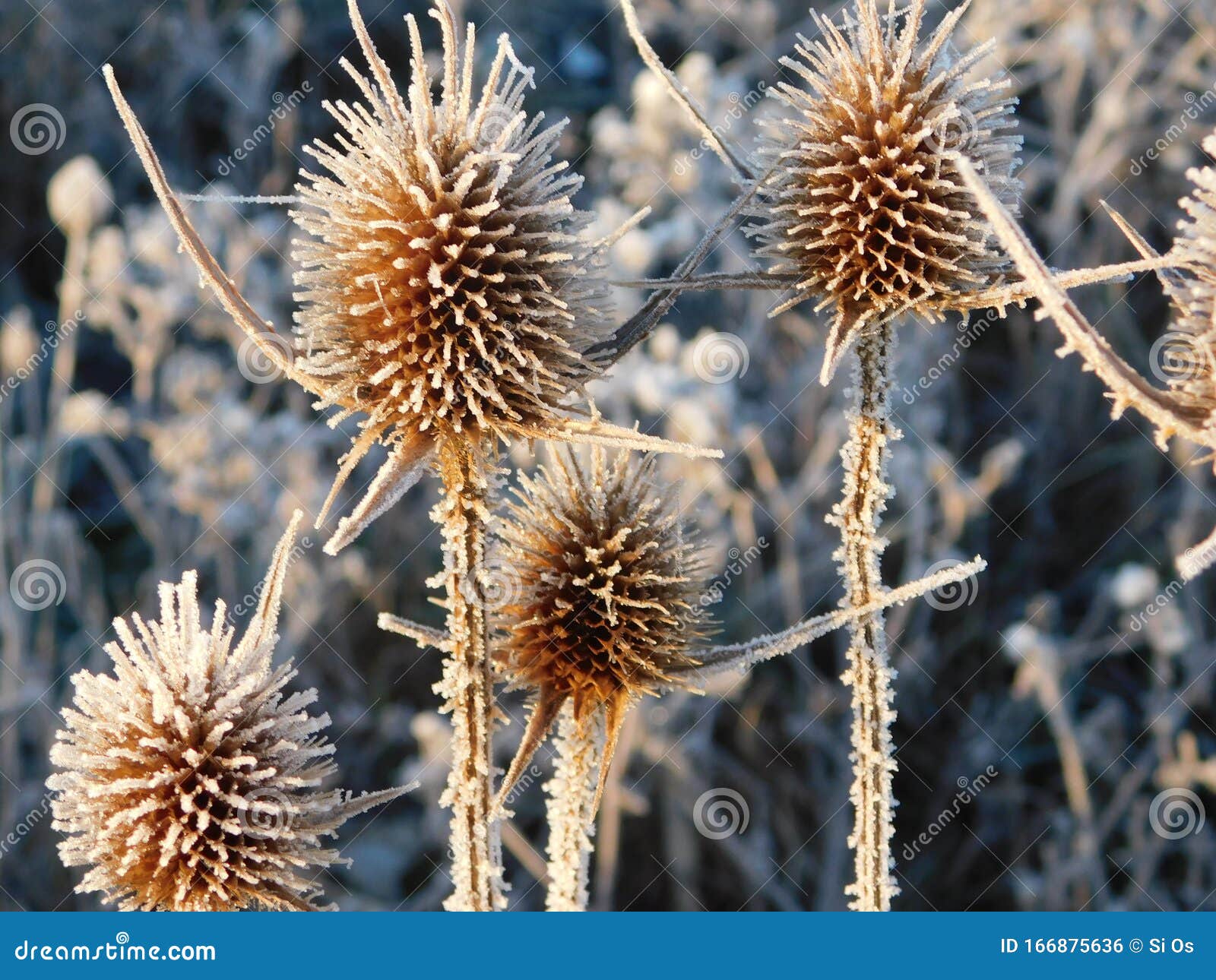 Frozen Burrs Winter Morning Stock Photo - Image of frost, white: 166875636