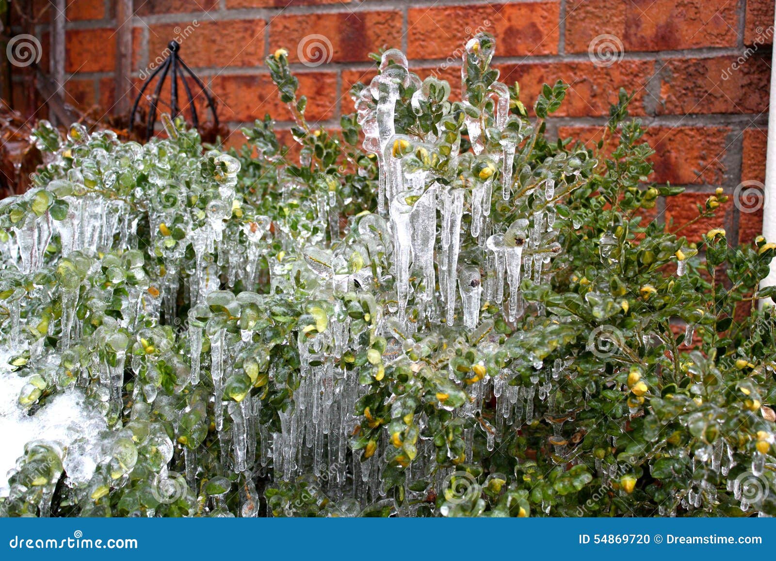 Frozen Bush stock photo. Image of icicles, ontario, storm - 54869720