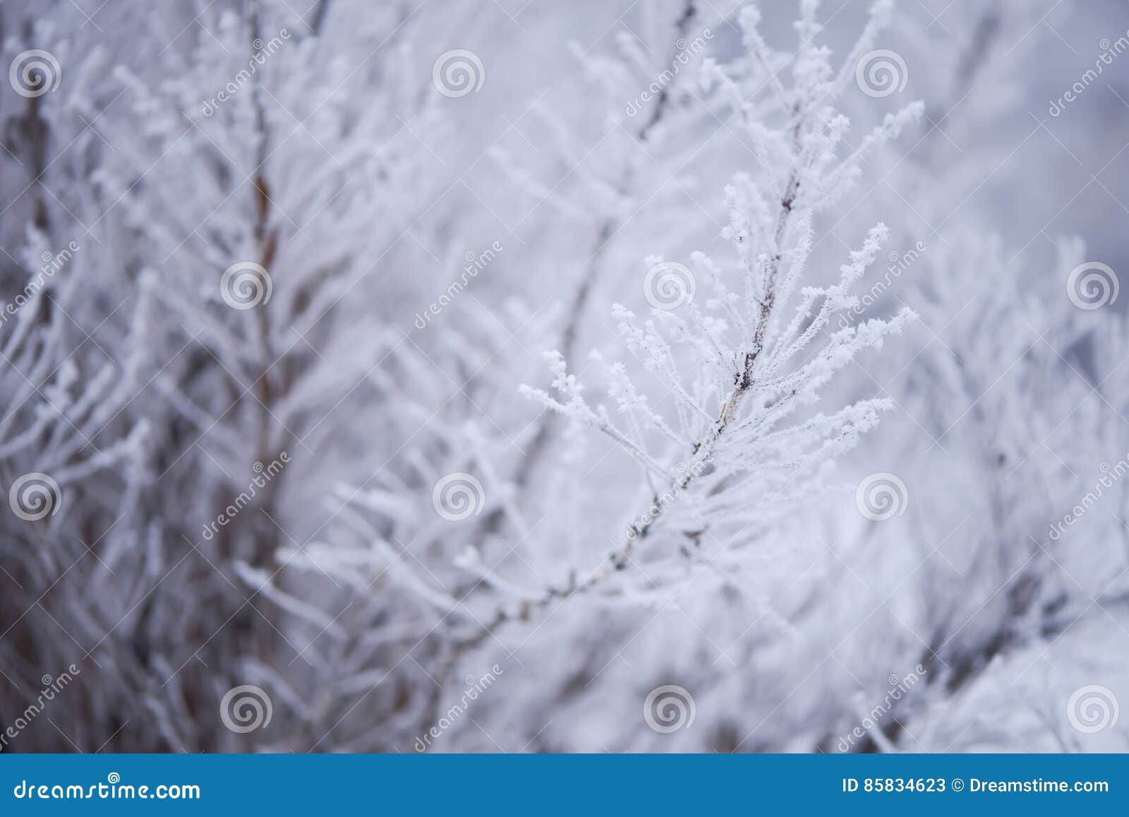 Frozen bush in mist stock image. Image of foggy, scene - 85834623