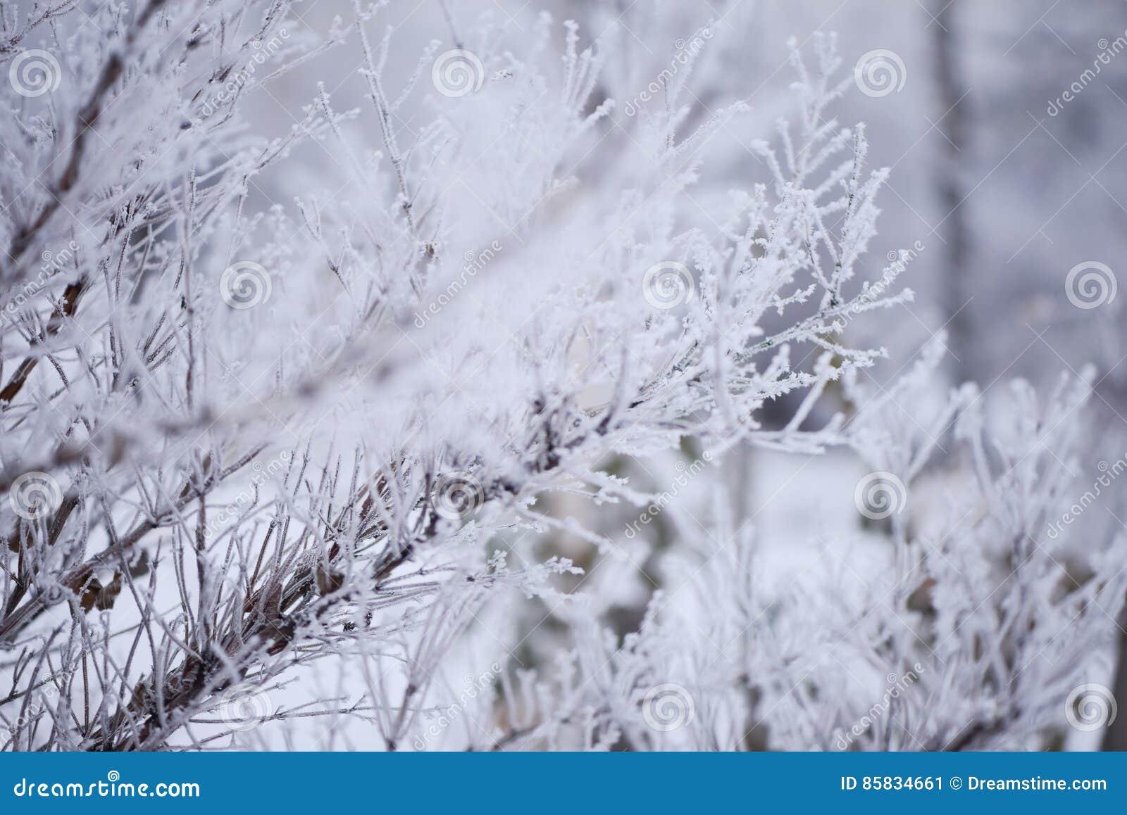 Frozen bush in mist stock image. Image of frosting, moody - 85834661