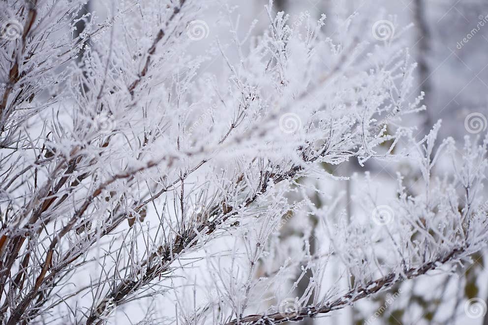 Frozen bush in mist stock photo. Image of frosty, frozen - 85834792