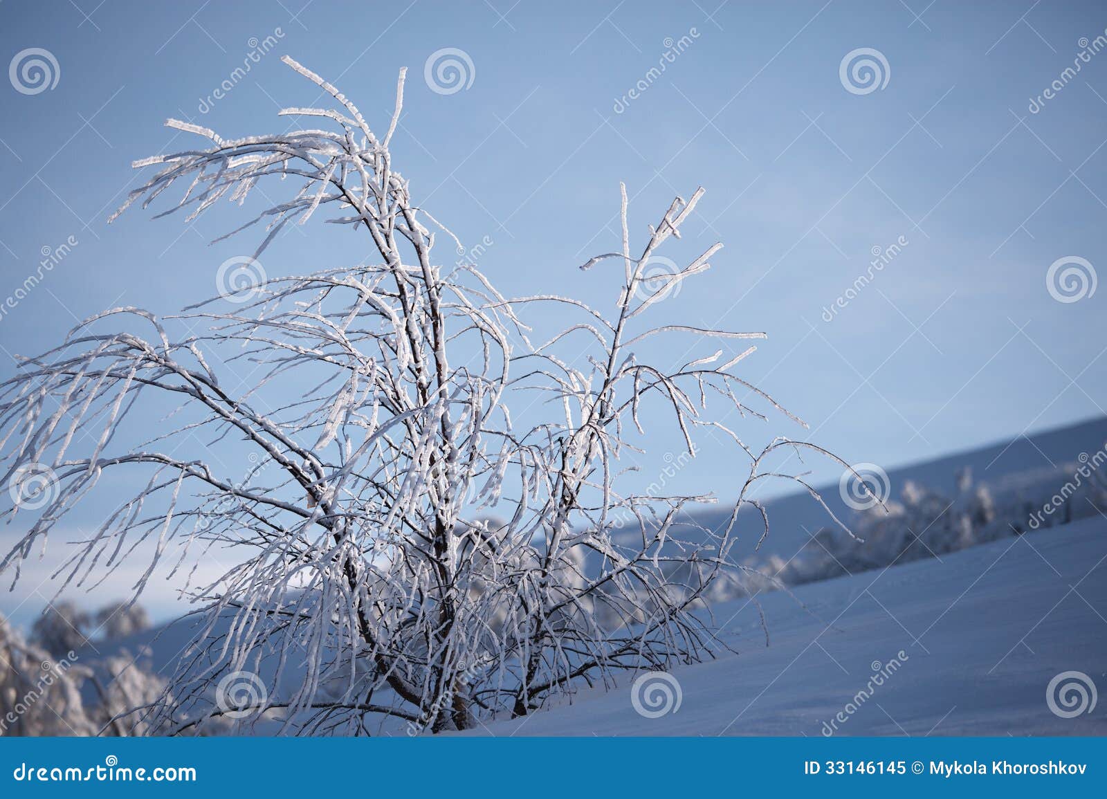 Frozen Bush on the Mountain Hill Stock Image - Image of morning, range ...