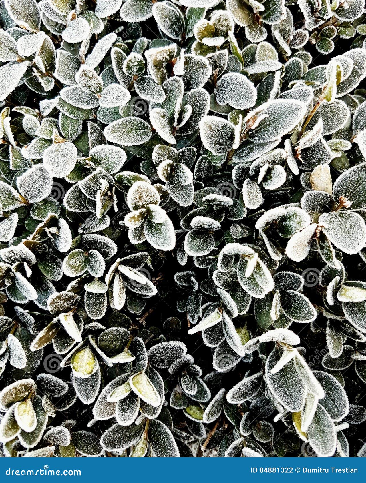 Frozen bush stock photo. Image of codru, schinoasa, frozen - 84881322