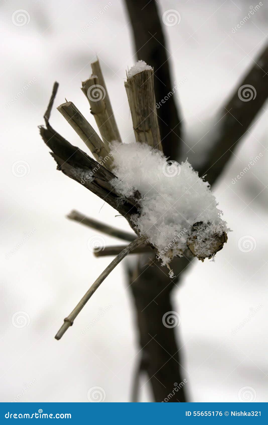 Frozen bush up one stock photo. Image of pine, close - 55655176