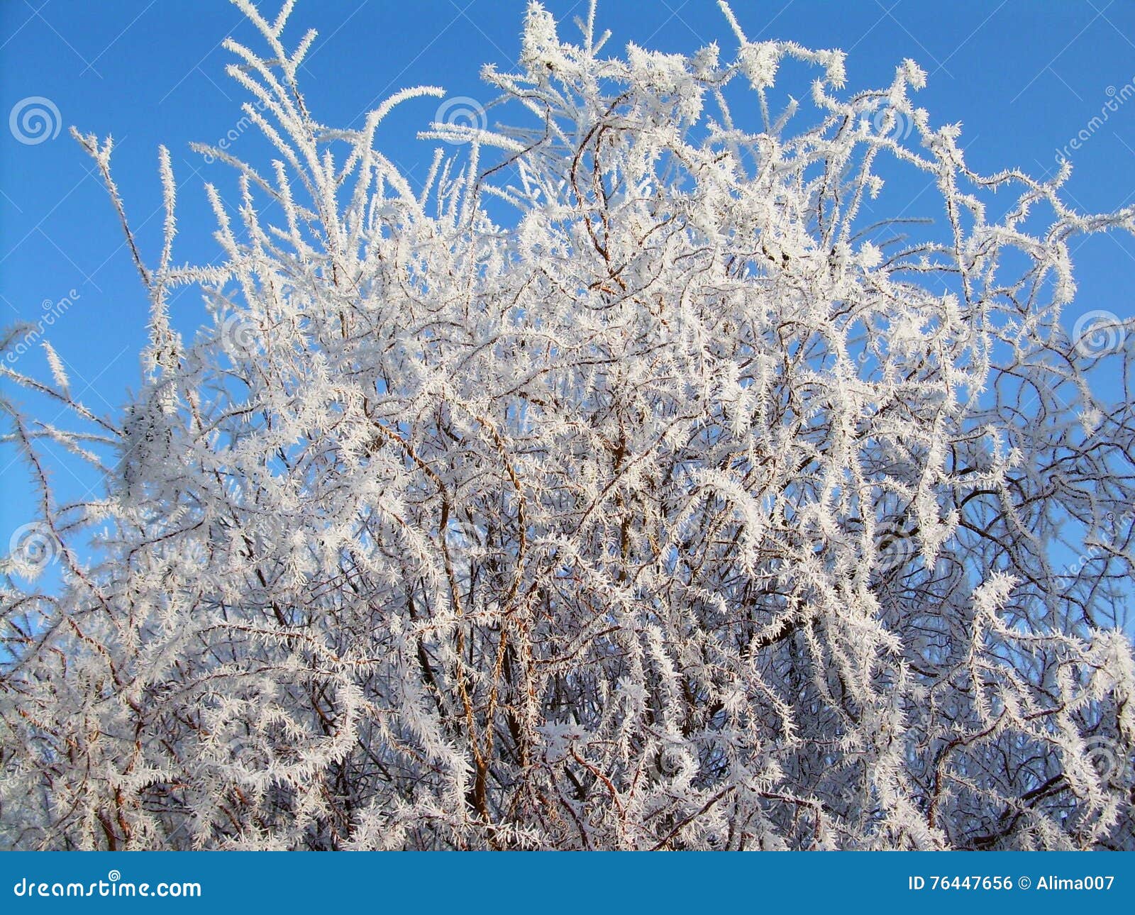 Frozen bush stock photo. Image of natural, clear, nature - 76447656