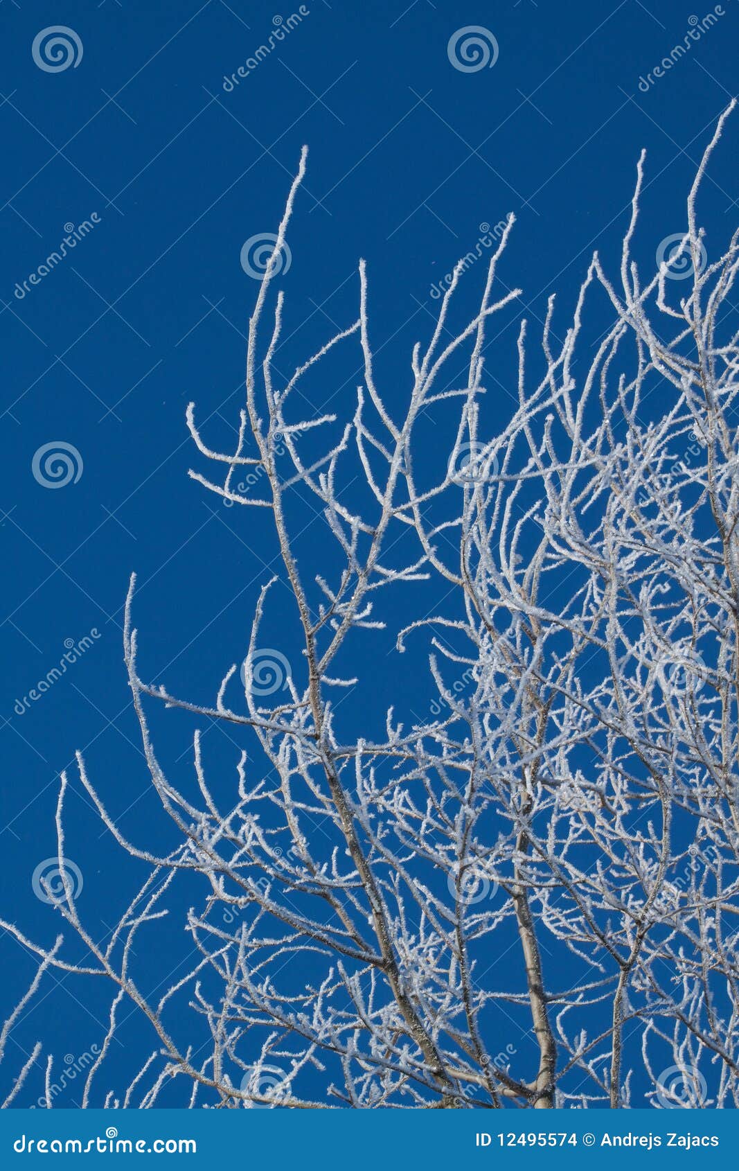 Frozen bushes stock photo. Image of flakes, nature, branch - 12495574
