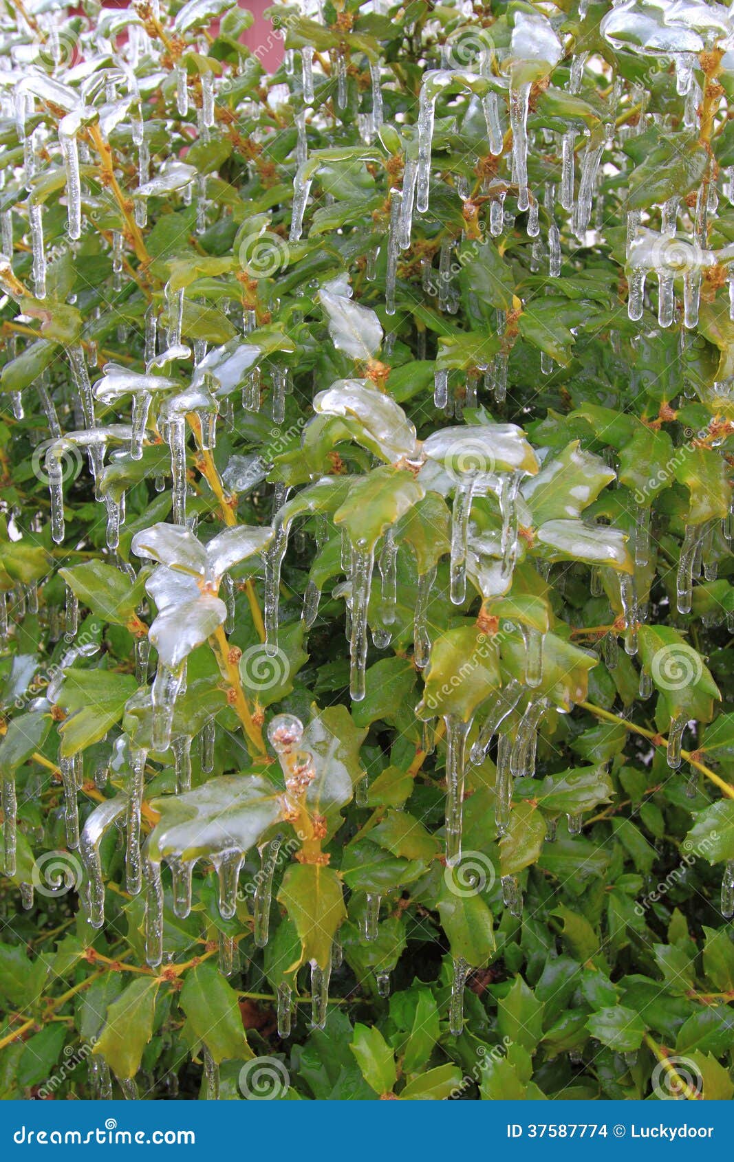 Frozen Bushes stock photo. Image of weather, evergreen - 37587774
