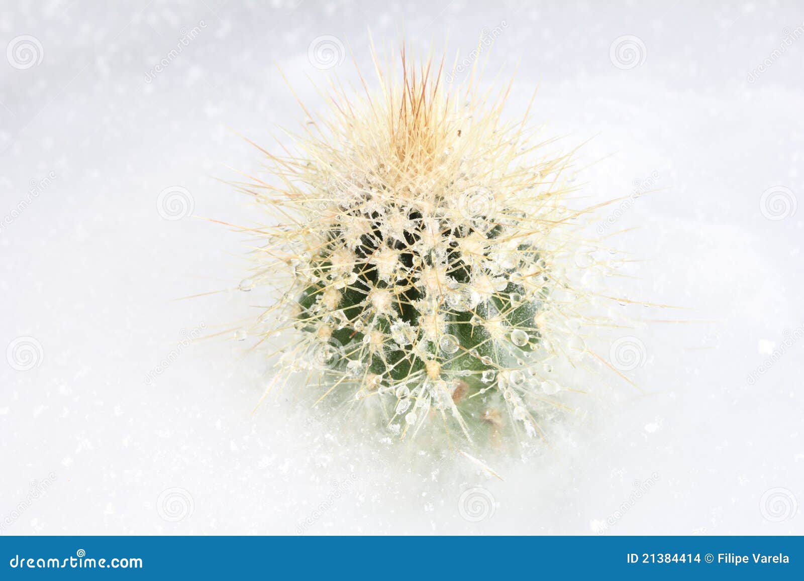 Frozen cactus on ice stock photo. Image of agriculture - 21384414