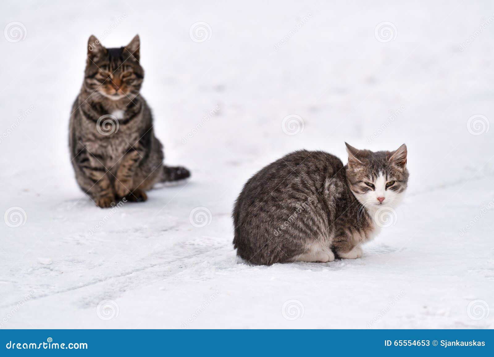 Frozen cats on snow stock image. Image of white, frosty - 65554653