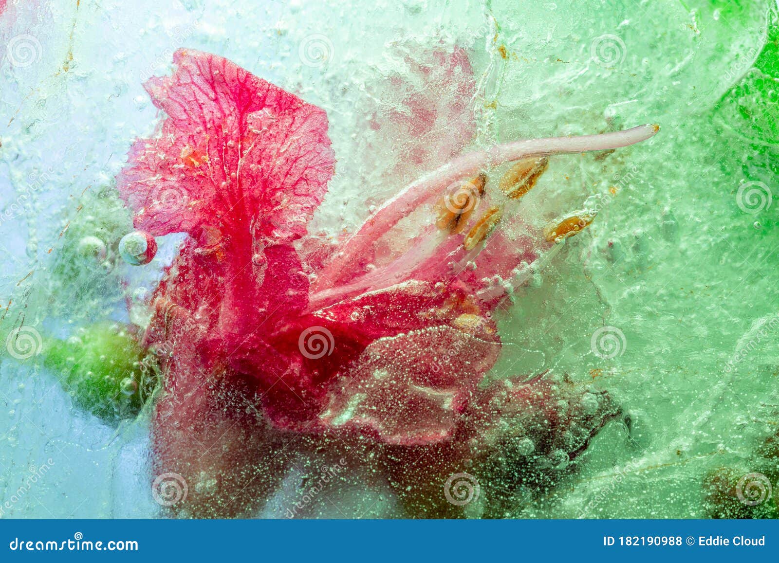 Frozen Chestnut Blossom Creative Background Stock Photo - Image of ...