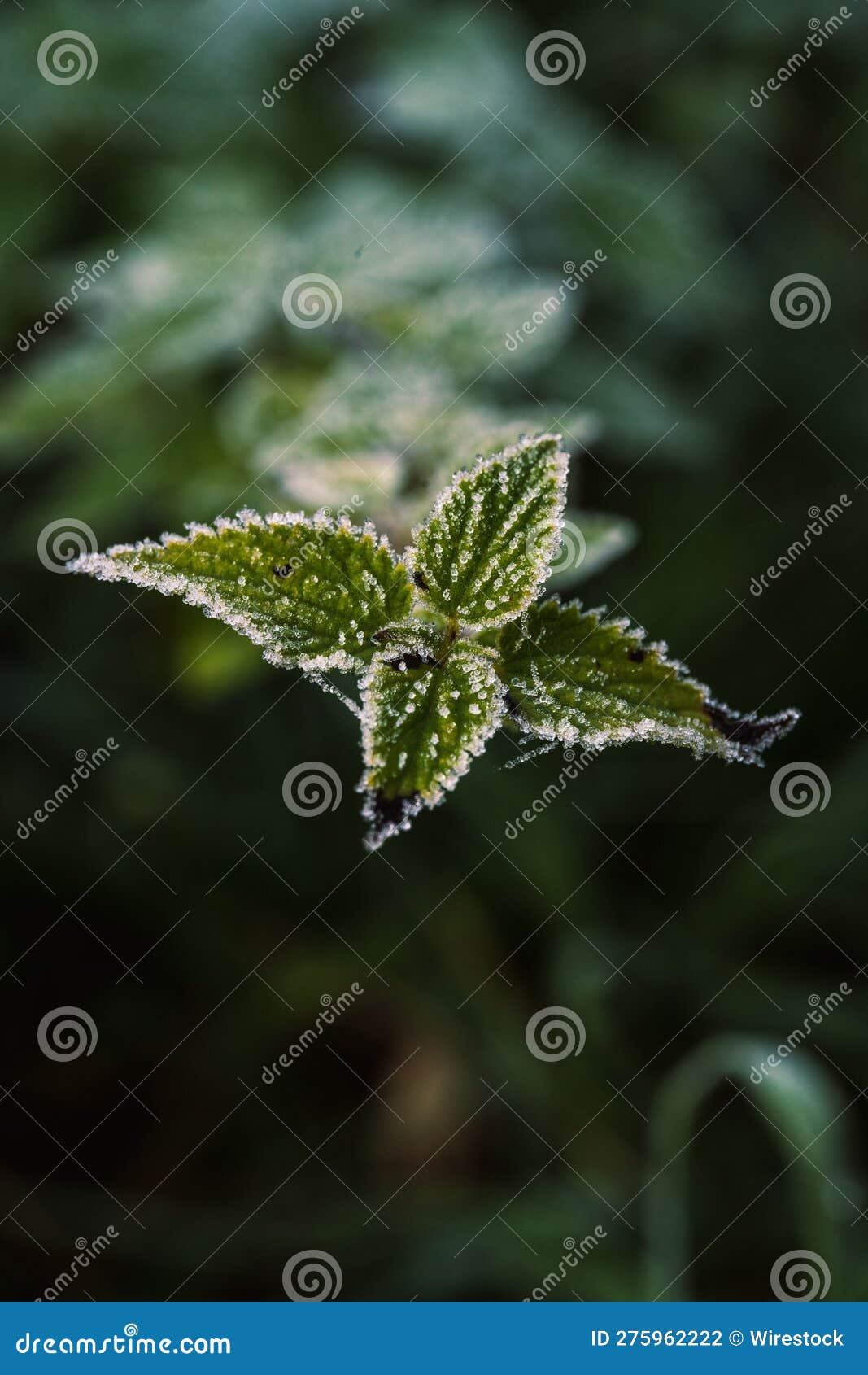 Frozen Chinese Burn Morning Dew Stock Photo - Image of macro ...