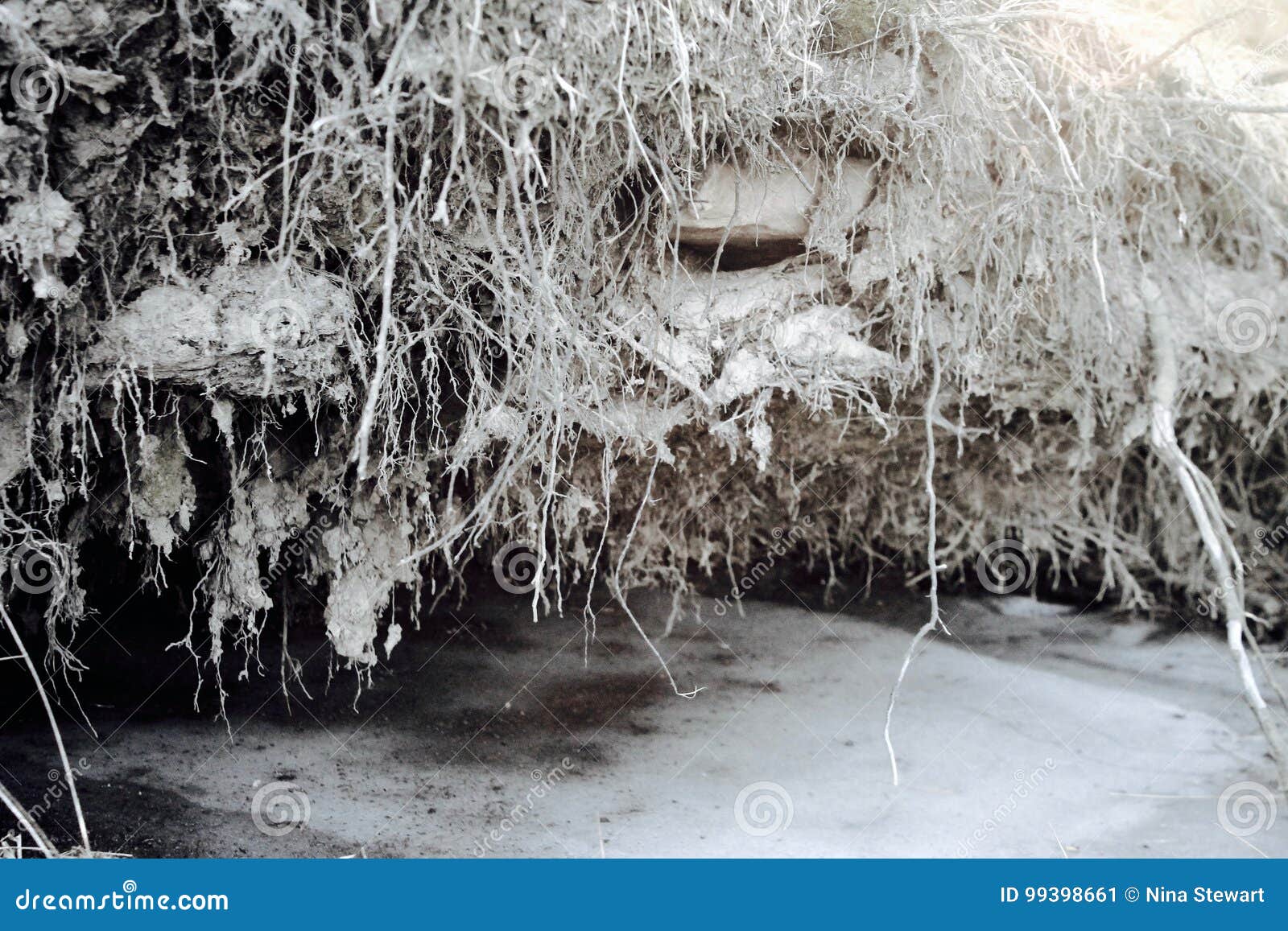 Frozen Clay Roots of a Tree Stock Image - Image of detail, front: 99398661