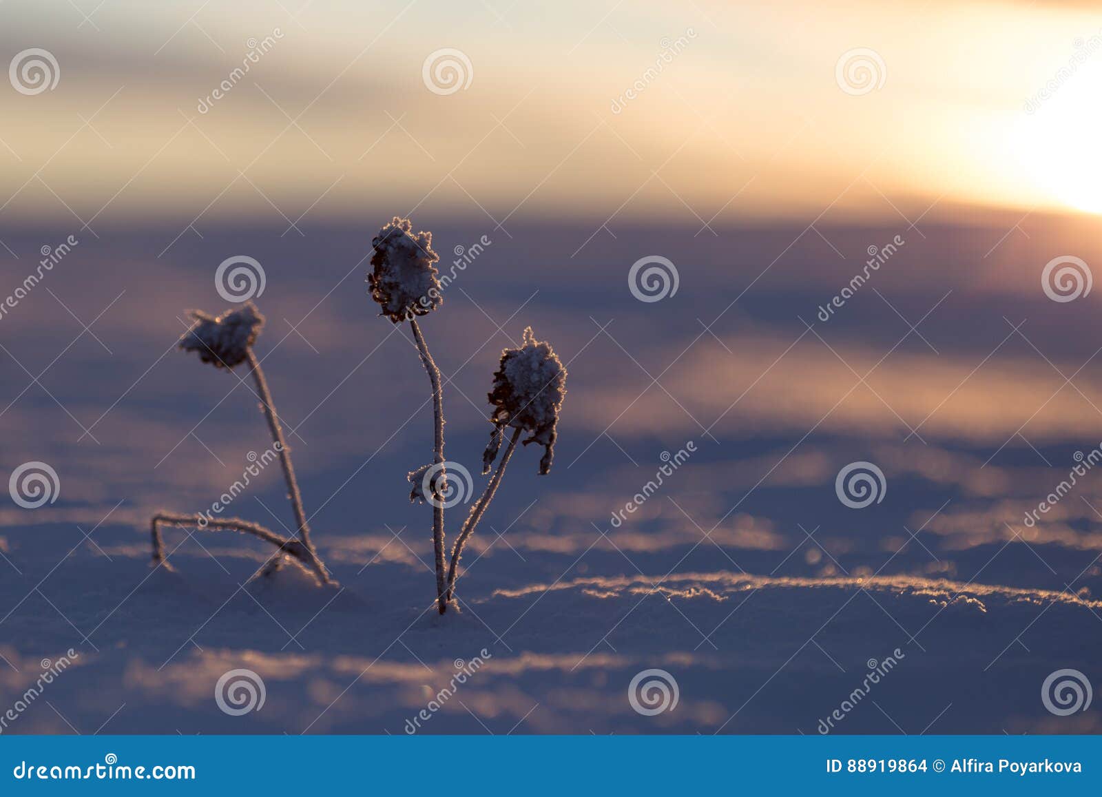 Frozen clover stock photo. Image of winter, blossom, nature - 88919864