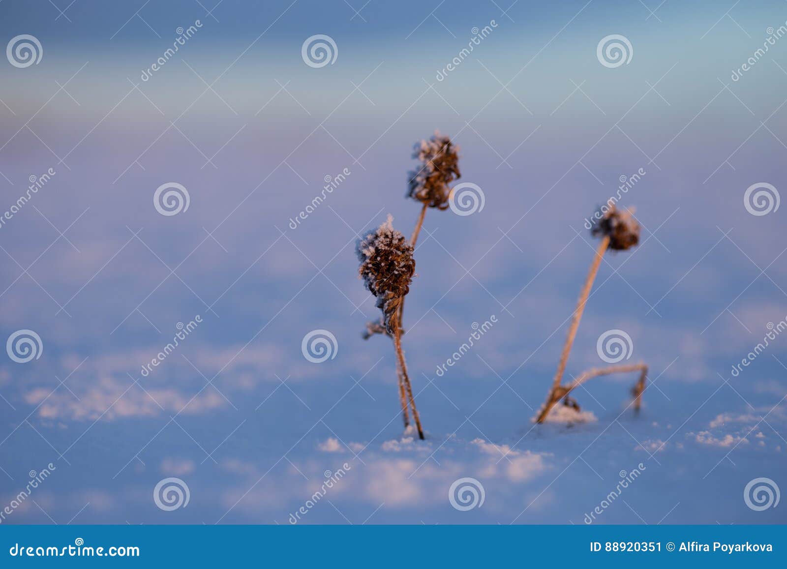 Frozen clover stock image. Image of white, hoarfrost - 88920351