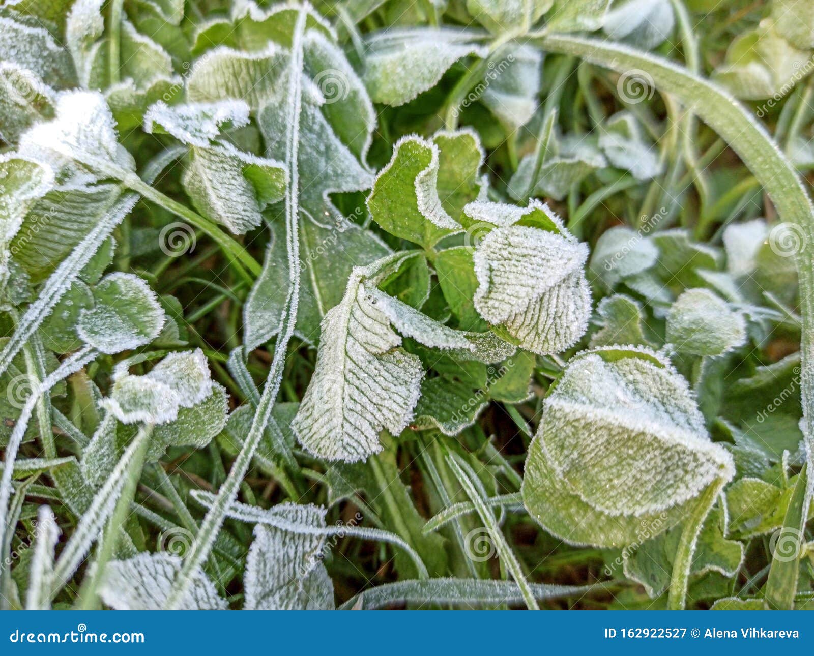 Frozen Clover Leaves. Natural Background Stock Image - Image of leaf ...